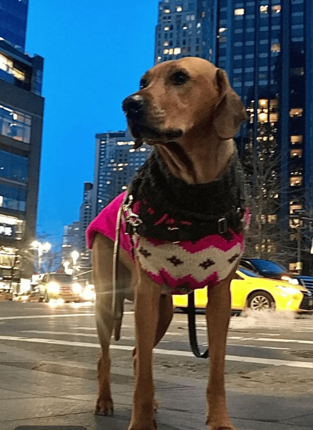 Chloe’s Story at Secure a Pet RX - Pet Cancer Fight